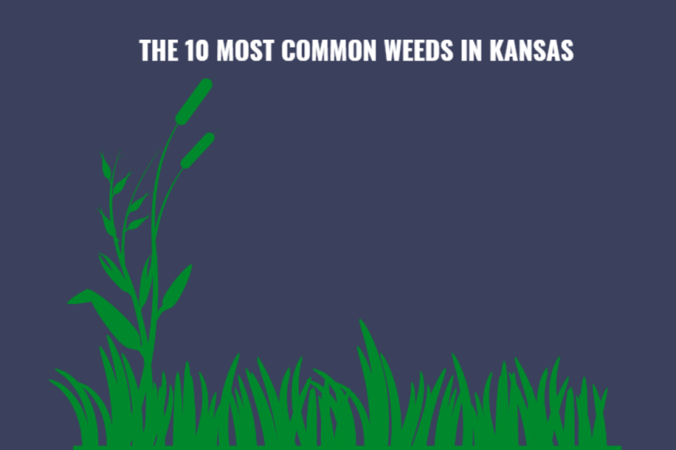 Weed types and identification by photos - InsightWeeds
