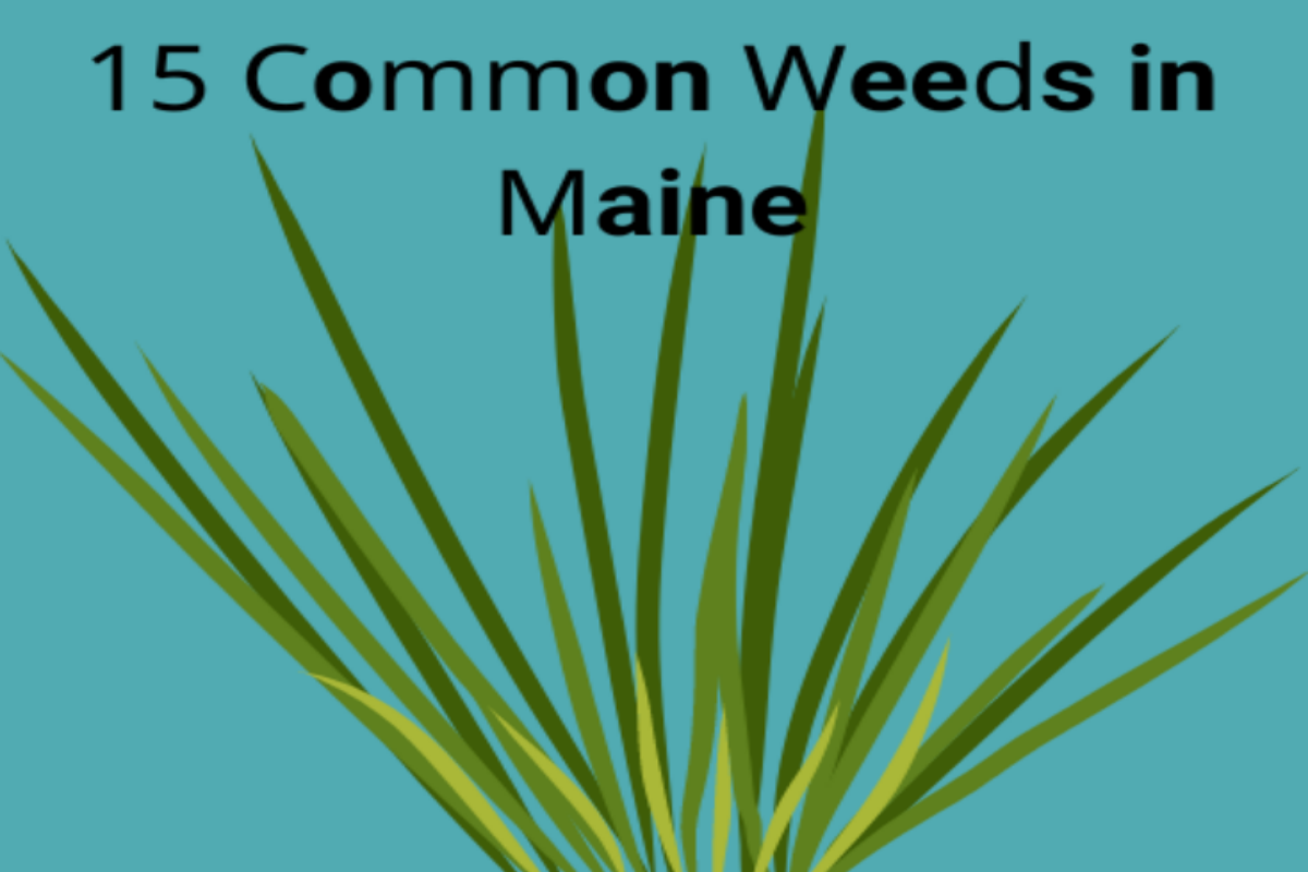 15 Most Common Weeds in Maine (With Photos) - InsightWeeds