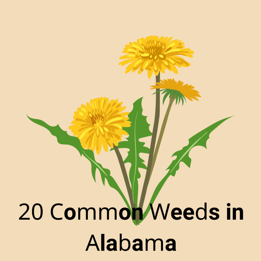 20 Common Weeds in Alabama and Ways To Get Rid of Them - InsightWeeds