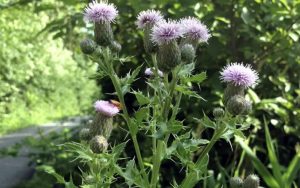 20 common weeds and their scientific names (pictures) - InsightWeeds