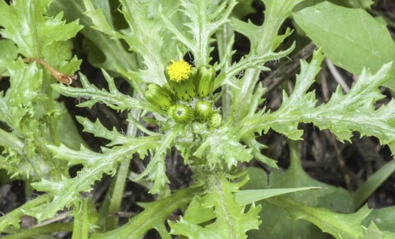 20 common weeds and their scientific names (pictures) - InsightWeeds