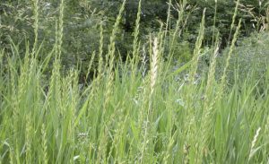 20 weeds with long narrow leaves - InsightWeeds