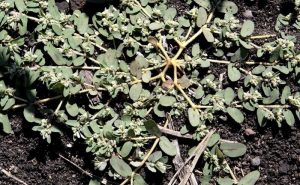 20 common weeds and their scientific names (pictures) - InsightWeeds