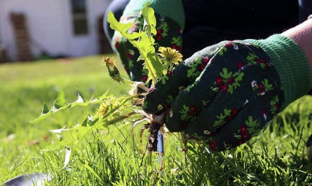 20 common weeds and their scientific names (pictures) - InsightWeeds