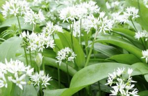 List of common weeds in Virginia (with pictures) - InsightWeeds