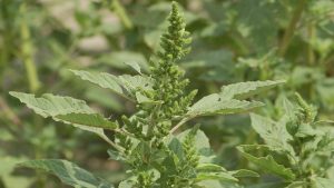 Broadleaf weeds identification: common types with images - InsightWeeds