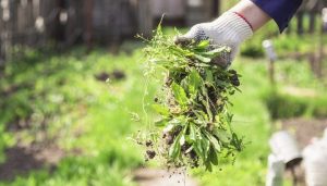 How to get rid of burr weeds - InsightWeeds