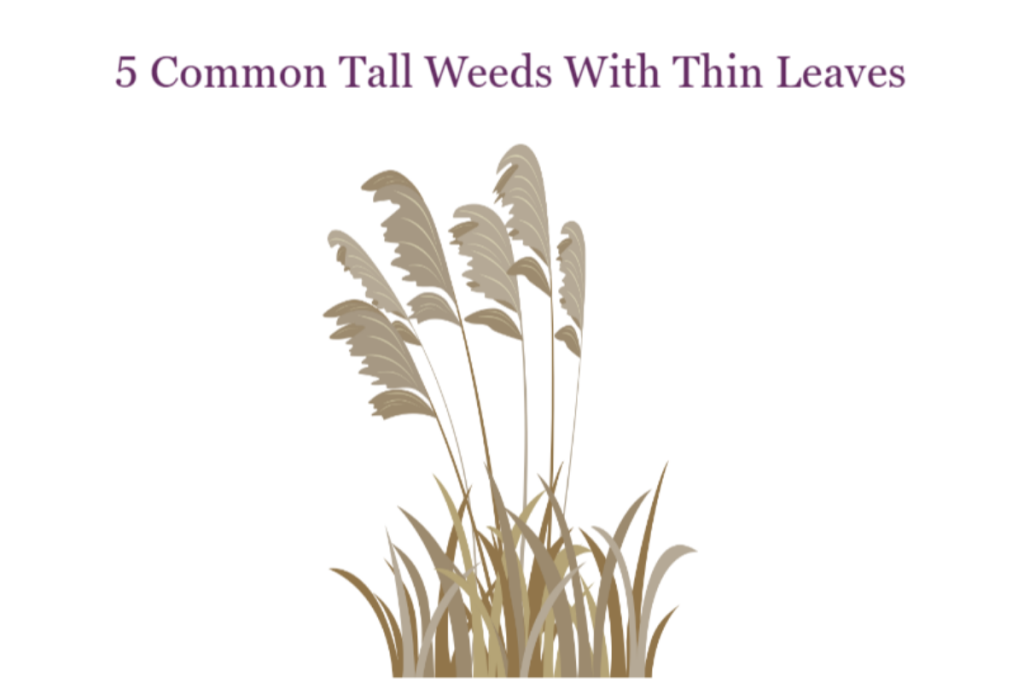 Weed types and identification by photos - InsightWeeds