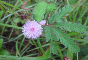 Mimosa Pudica (Touch-Me-Not, Shameplant, Sensitive Plant) - InsightWeeds