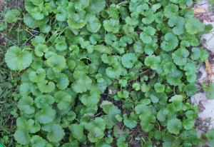 List of 10 Most Common Weeds in North Carolina - InsightWeeds