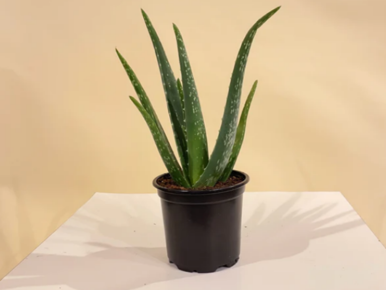 20 Non-Flowering House Plants That Still Look Great - InsightWeeds