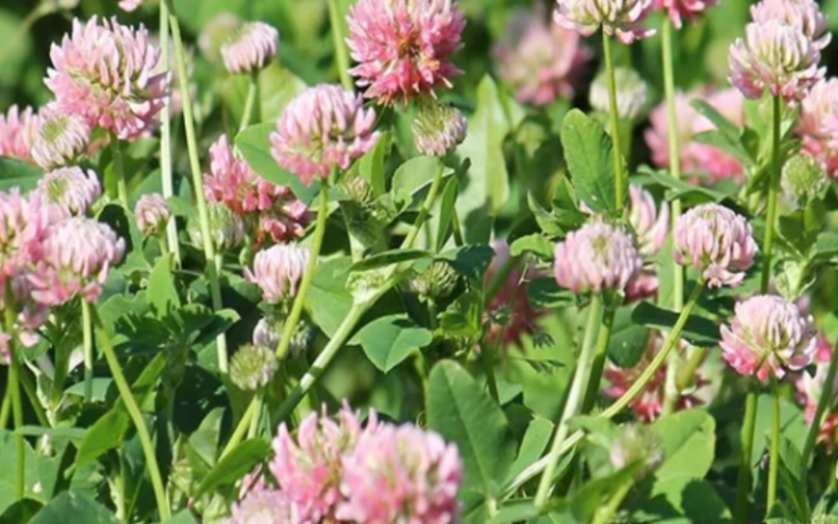 List of Weeds That Look Like Clover - InsightWeeds