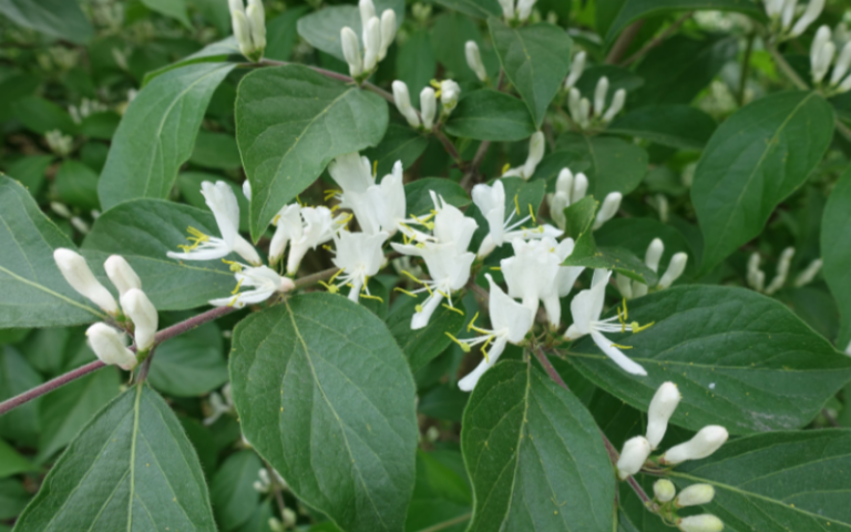 20 Common Weeds in Kentucky: Pictures and Elimination Techniques ...