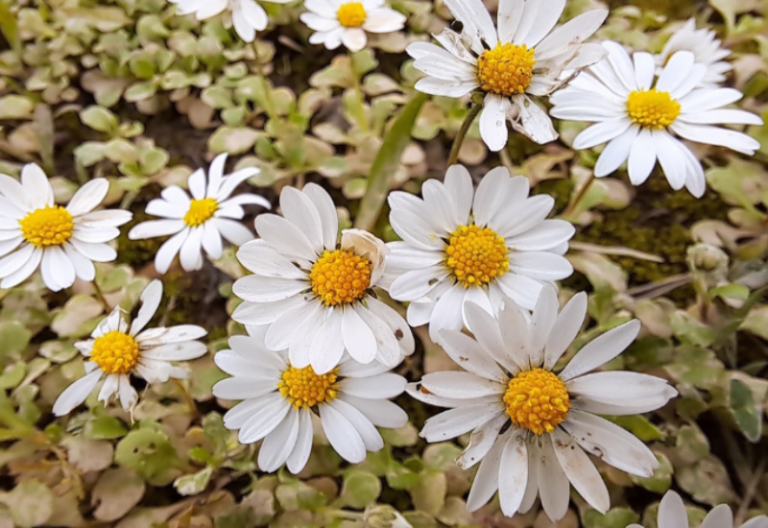 List of Weeds That Look Like Daisies - InsightWeeds