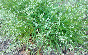 20 Common Weeds in Alabama and Ways To Get Rid of Them - InsightWeeds