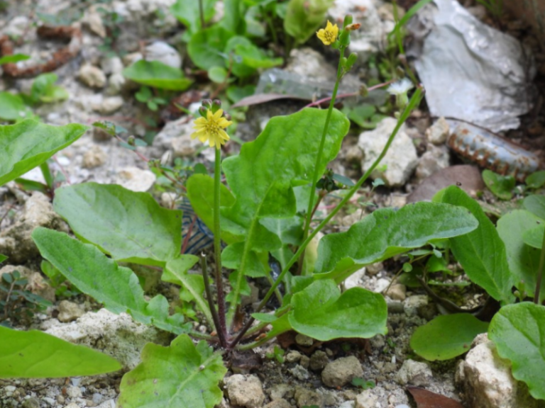 List of Common Weeds in Florida, USA - InsightWeeds
