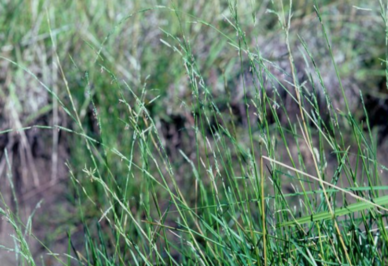 10 Common Native Grasses in Victoria, Australia - InsightWeeds