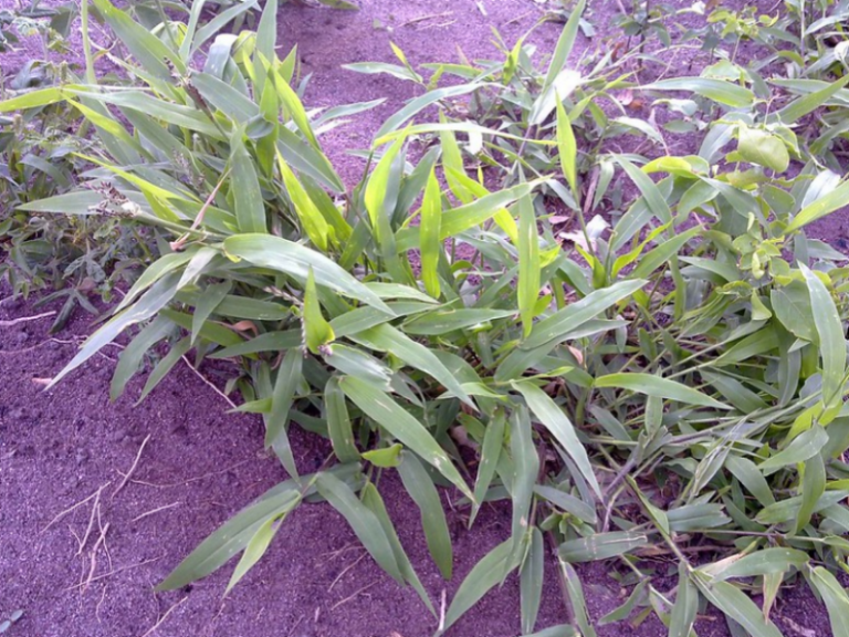 Brachiaria spp. (Semanhyia, Palisade Grass) - InsightWeeds