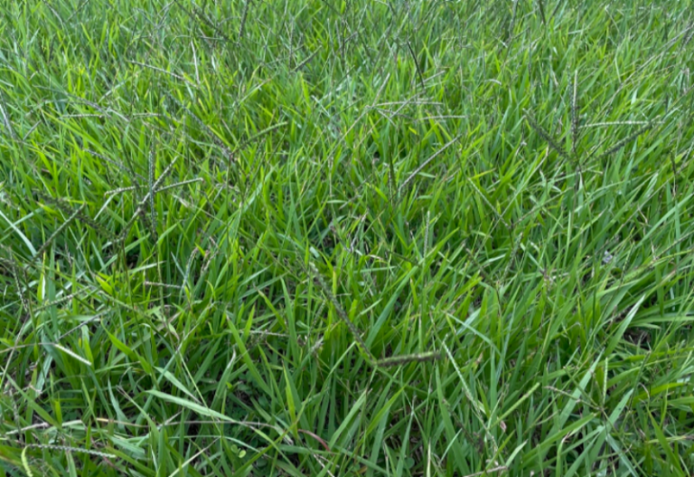 Tropical Grasses With Their Names, Characteristics, and Pictures ...