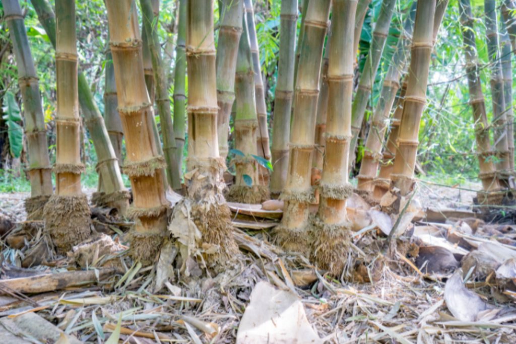 These Are the Best Tools for Digging Up Bamboo Roots - InsightWeeds