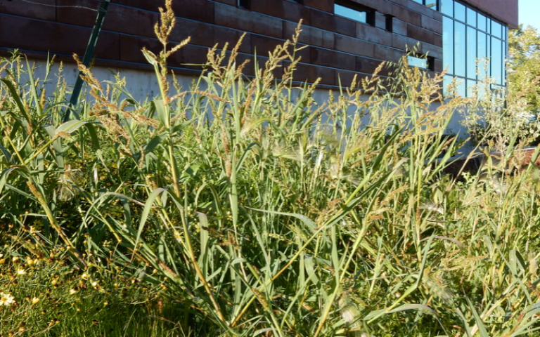 Barnyard Grass (Echinochloa crus-galli) - InsightWeeds