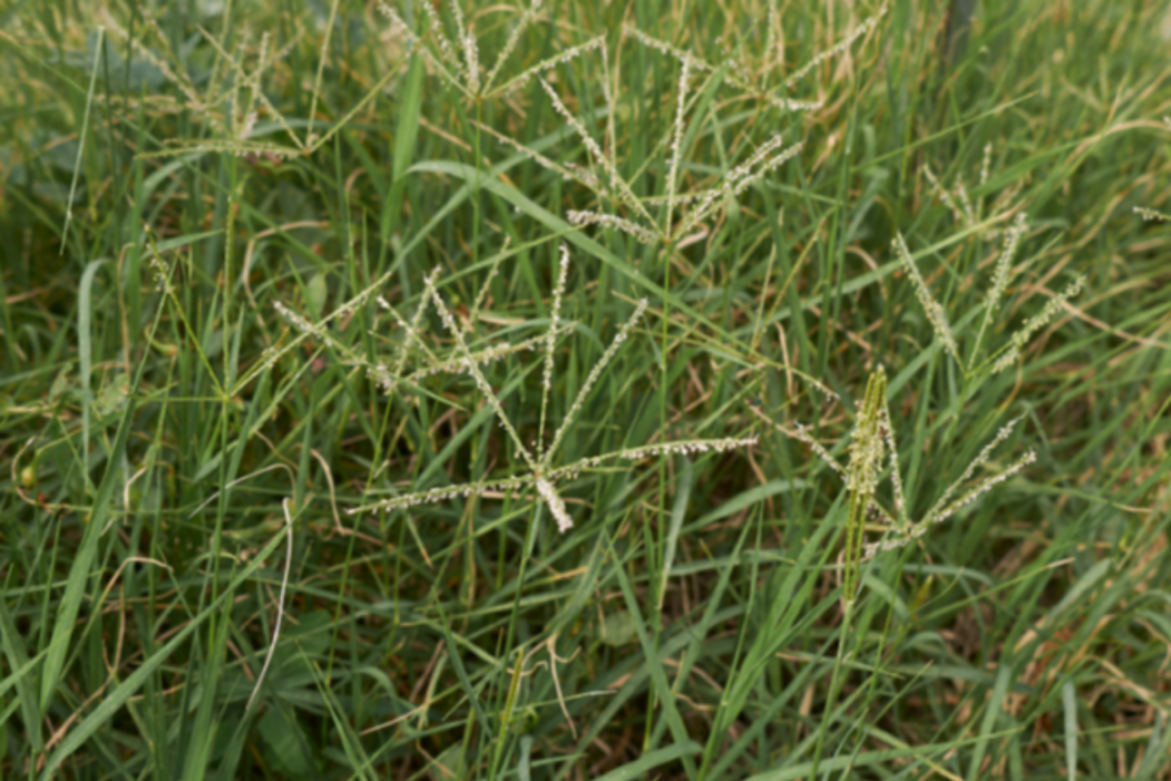 A-Z Weeds: Identify Weeds by Photos & Features - InsightWeeds