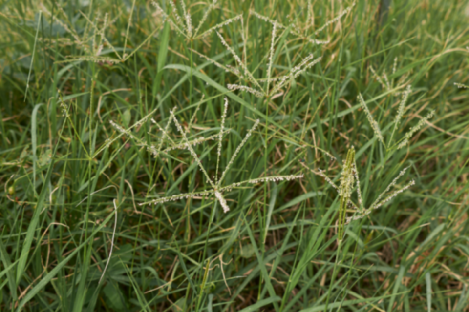 A-Z Weeds: Identify Weeds by Photos & Features - InsightWeeds