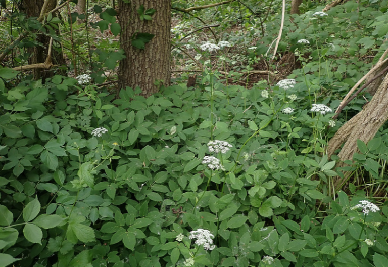 Aegopodium podagraria (Ground Elder) - InsightWeeds