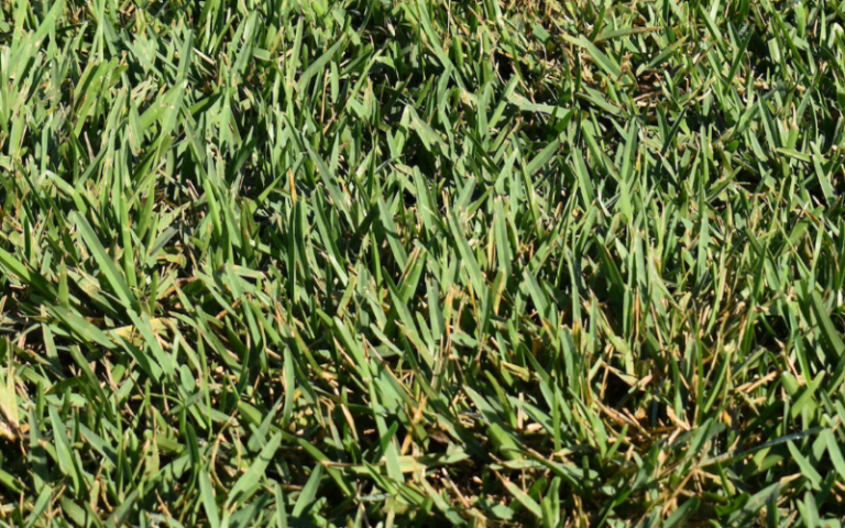 St Augustine Grass Varieties and Where They Are Best Suited - InsightWeeds