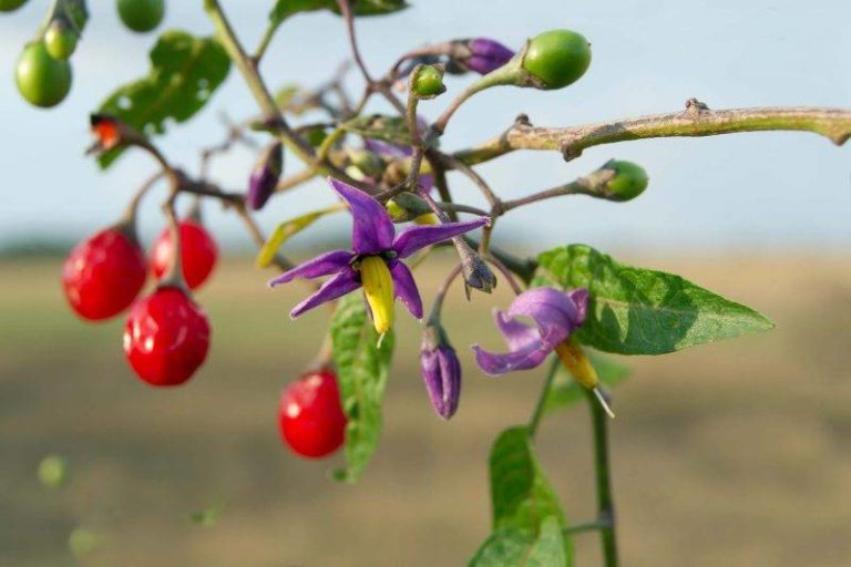 15 tall weeds with thick stalks you may find in your garden - InsightWeeds