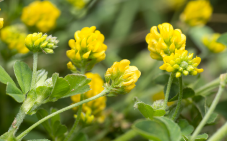 15 Common Weeds in Minnesota With Control Methods - InsightWeeds