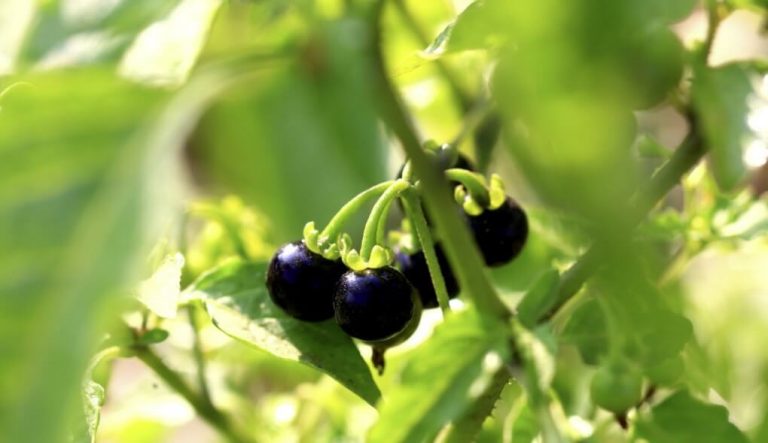 20 Common Weeds in Alabama and Ways To Get Rid of Them - InsightWeeds