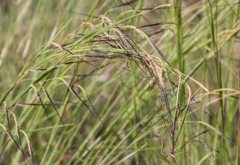 Heteropogon contortus (Spear grass) - InsightWeeds