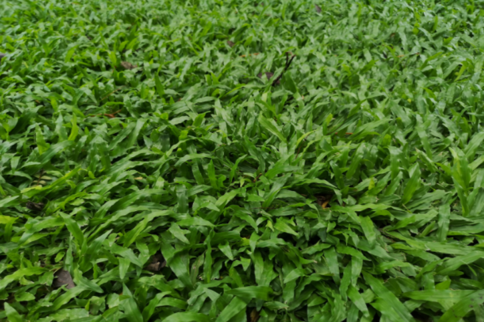 Axonopus Compressus (Blanket Grass) Classification, Importance, and ...