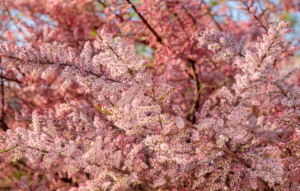 French Tamarisk (Tamarix gallica) - InsightWeeds
