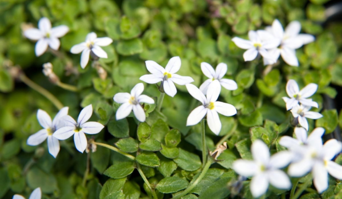 Blue Star Creeper (Isotoma fluviatilis) - InsightWeeds