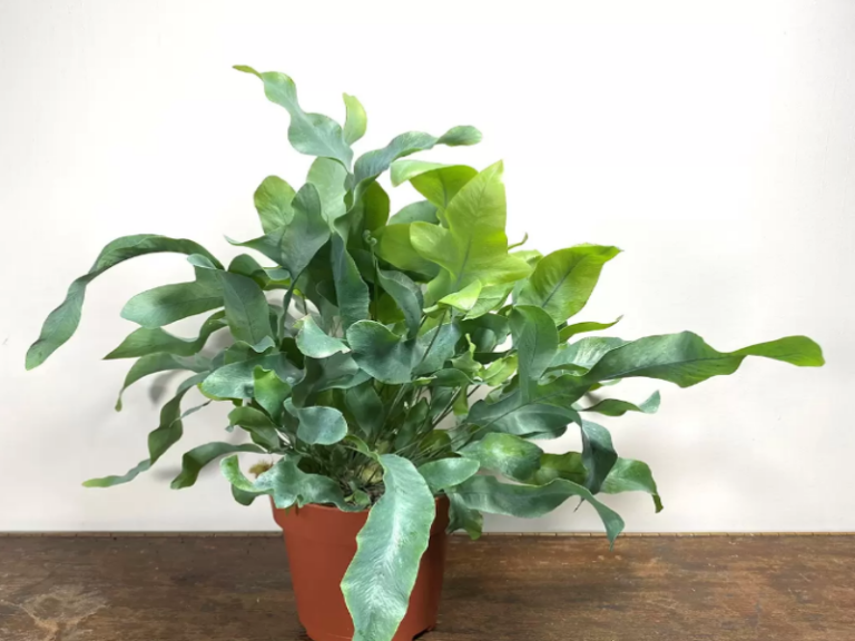 20 Non-Flowering House Plants That Still Look Great - InsightWeeds
