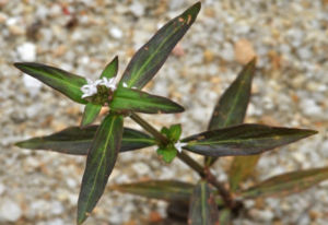 Borreria ocymoides (Purple-Leaved Button Weed) Classification and ...