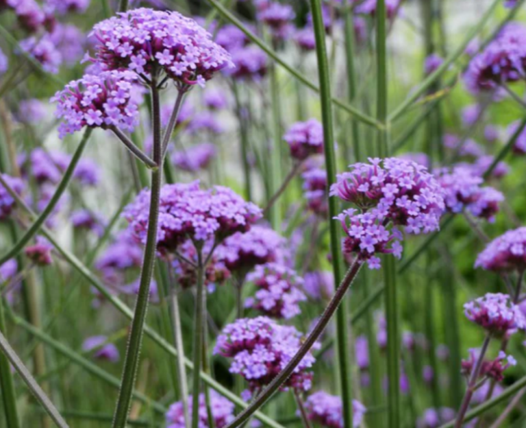 Brazilian Verbena (Verbena brasiliensis) - InsightWeeds
