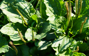 20 Common Weeds in Alabama and Ways To Get Rid of Them - InsightWeeds