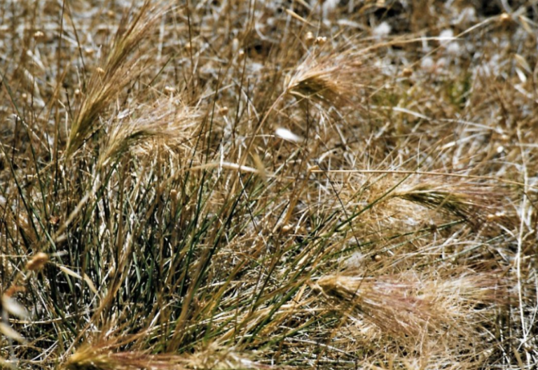 10 Common Native Grasses in Victoria, Australia - InsightWeeds