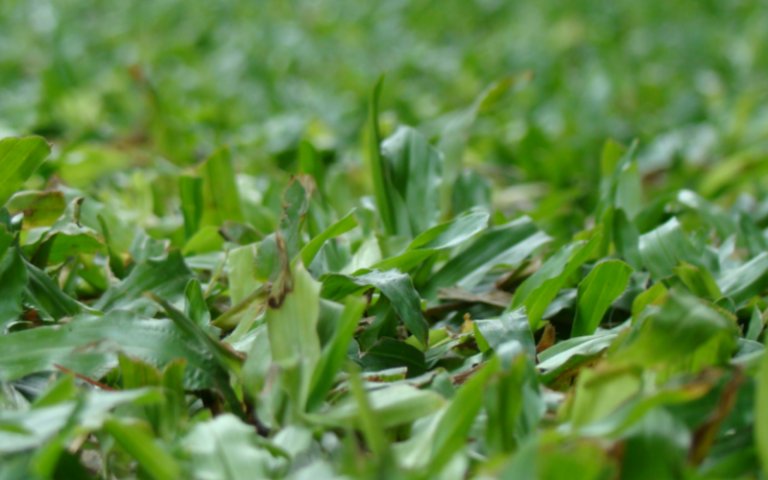 Paspalum conjugatun (Carabao Grass) - InsightWeeds