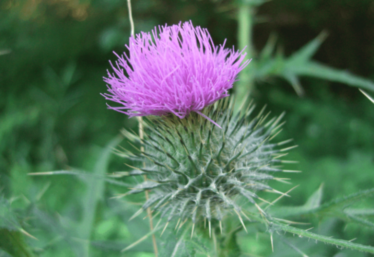 Cirsium vulgare (Bull Thistle) - InsightWeeds