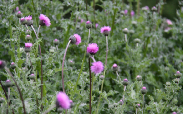 20 Most Common Weeds in Texas - InsightWeeds