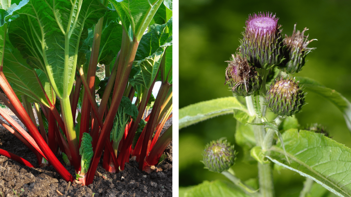 What Is The Difference Between Rhubarb and Burdock? - InsightWeeds