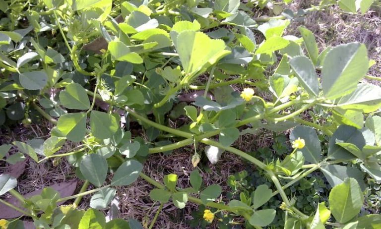 5 weeds with burrs that you may find in your garden - InsightWeeds