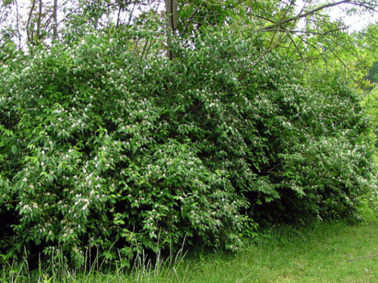 Common Weeds in Iowa, Scientific Names, and Pictures - InsightWeeds