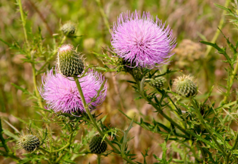 20 Common Weeds in Alberta, CA, You’re Likely to Find in Your Garden ...