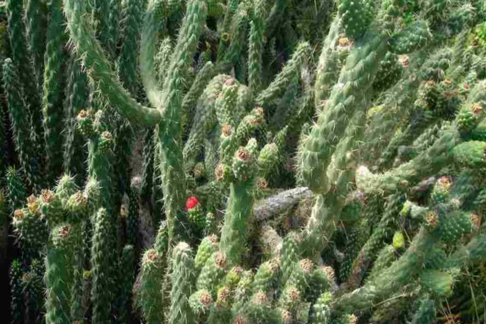 A-Z Weeds: Identify Weeds by Photos & Features - InsightWeeds