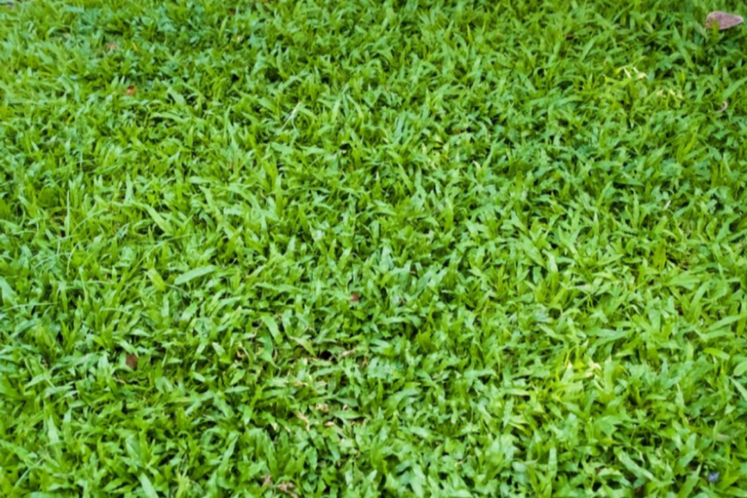 Paspalum conjugatun (Carabao Grass) - InsightWeeds